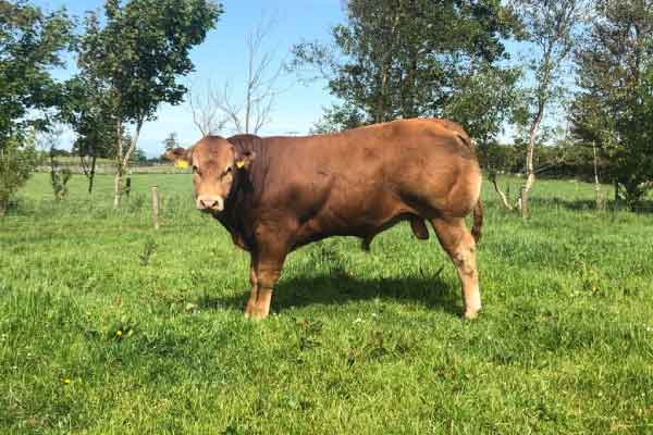 Getting a Young Bull Ready for Breeding: Tips – Moocall