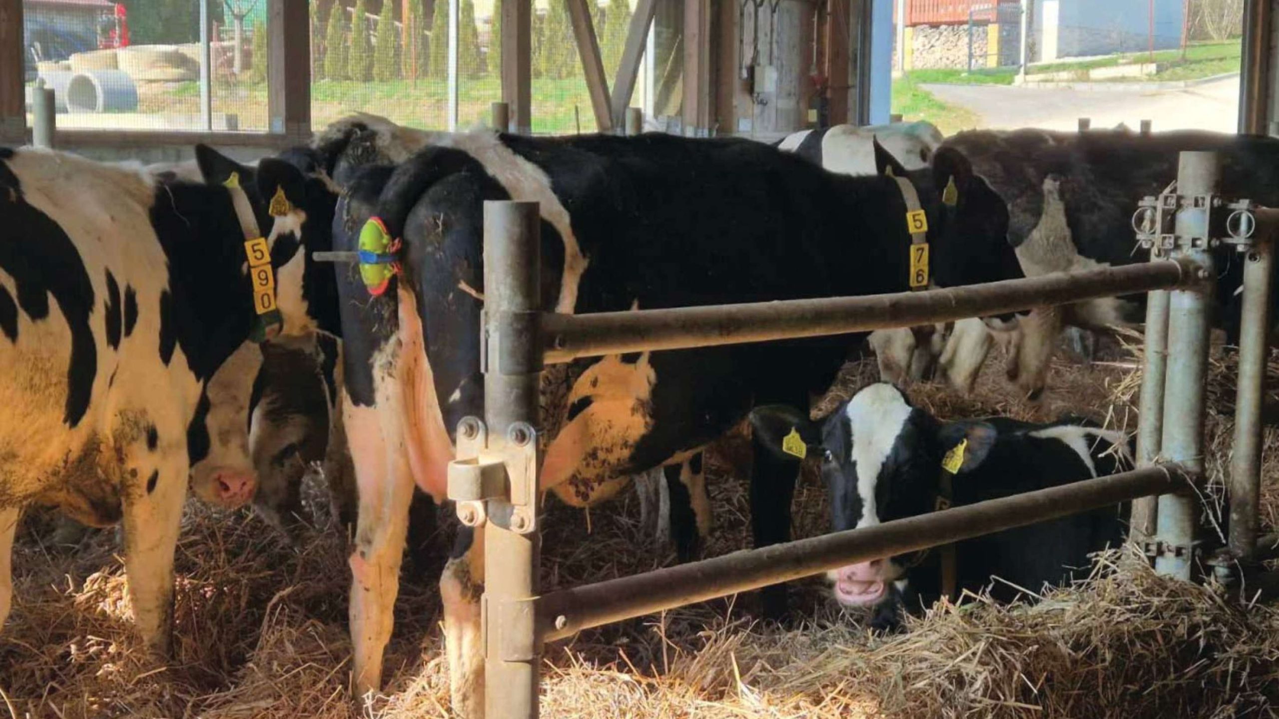 How The Moocall Calving Sensor Works And Why Farmers Love It Moocall How The Moocall Calving Sensor Works And Why Farmers Love It Moocall