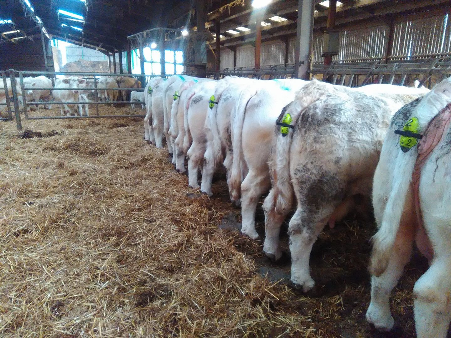 Pre-calving Minerals, Can You Take the Risk?