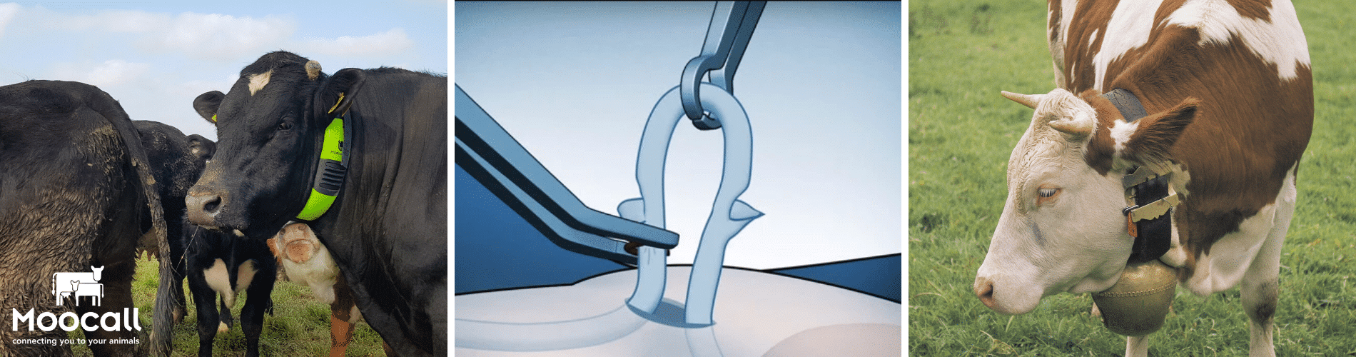 Things To Know About a Vasectomised 'Teaser' Bull