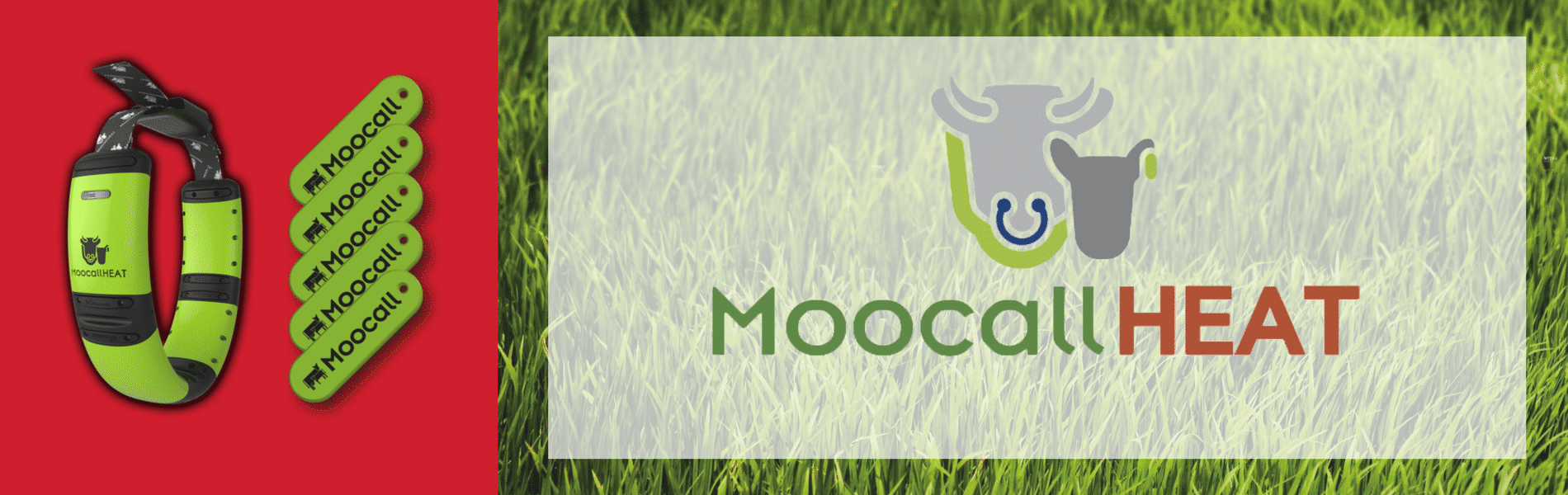 Moocall HEAT Has landed - Learn More Here
