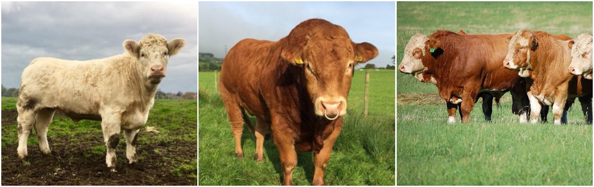 Tips For handling your Bull