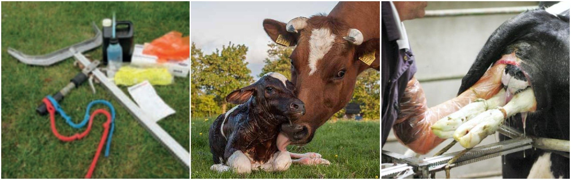 10 Things to Consider When Using A Calving Jack