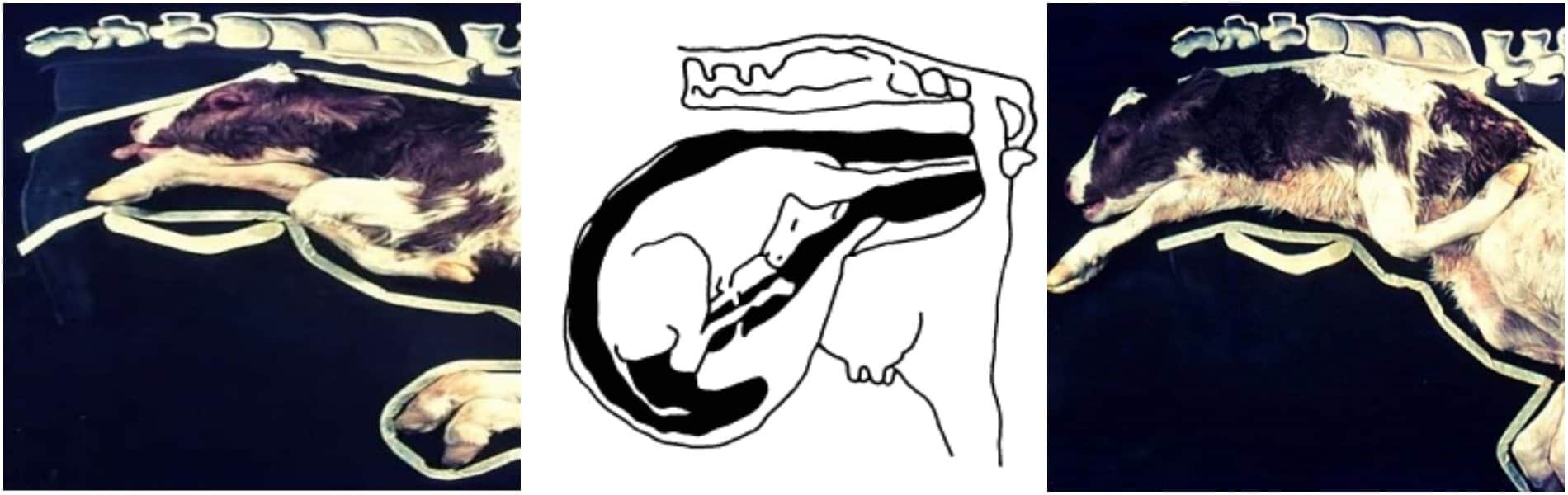 How to Deliver a Calf With Abnormal Anterior (Front Facing) Presentation