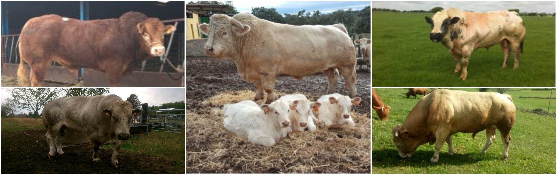 6 Factors That Affect Stock Bull fertility