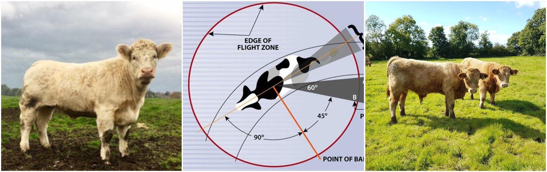 Preventing bull Attacks
