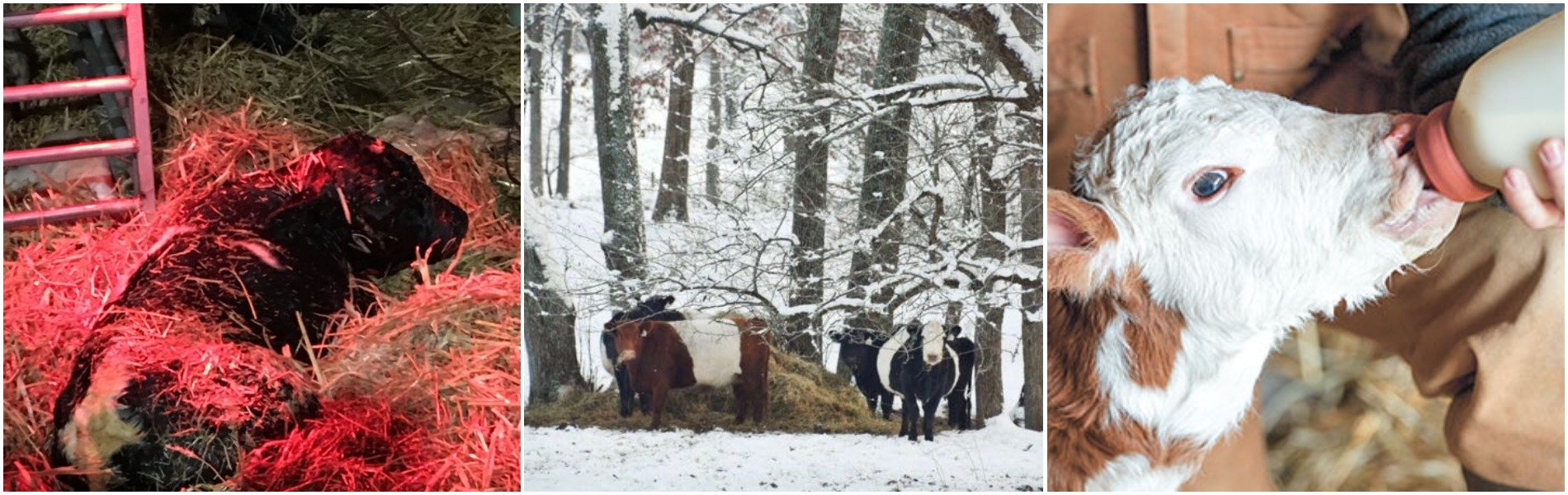 Calving In Frost & Snow: Everything You Need to Know