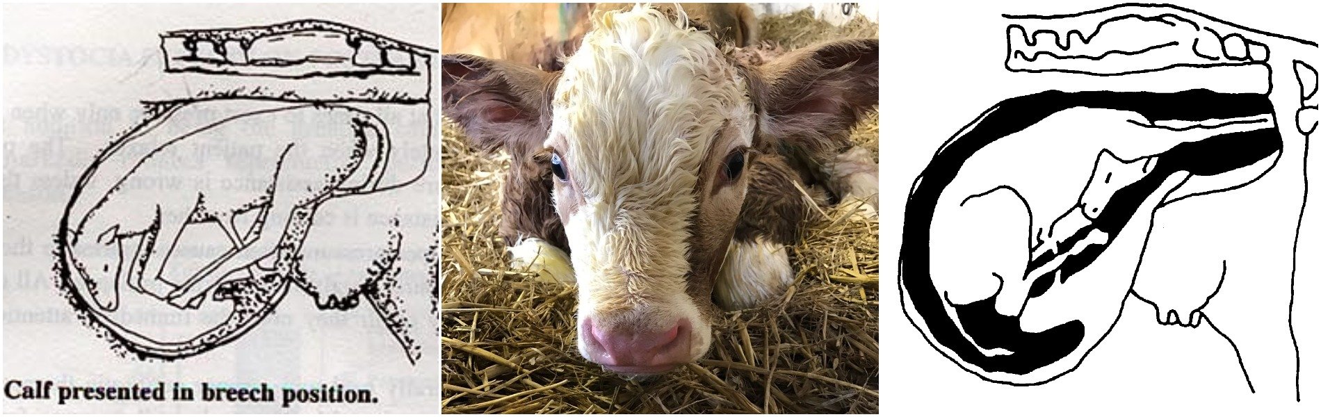 Types of Abnormal Presentations & Malpresentations During Calving