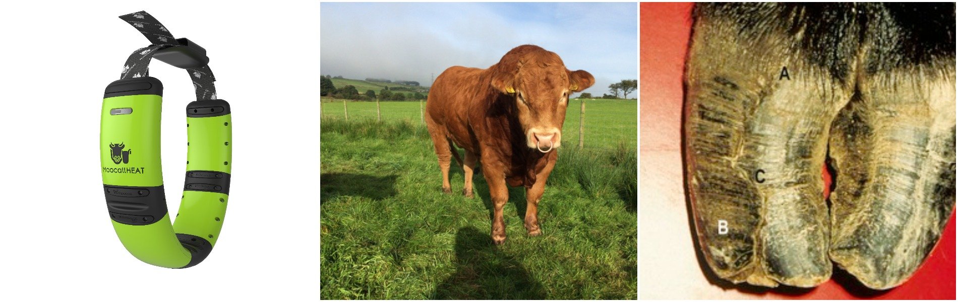 How To Care For your Stock Bull