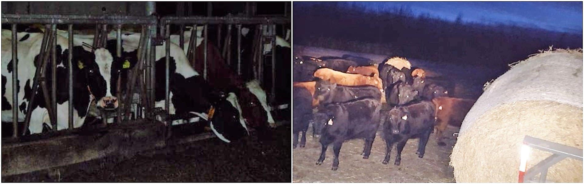 Why Feeding at Night Could Offset Calving